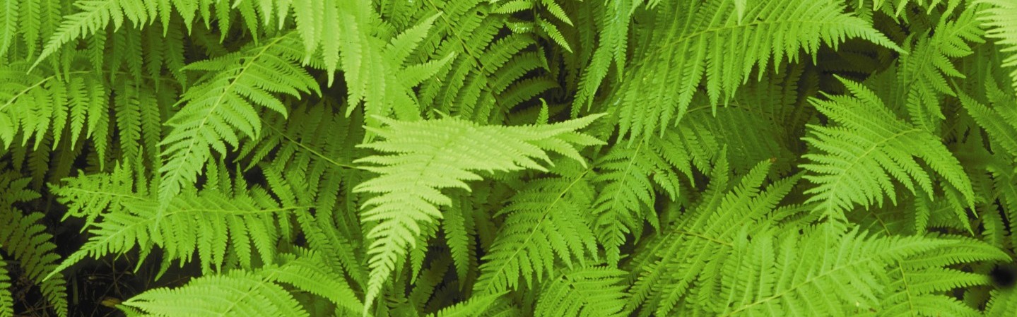 Selma Cornelison Ward Nature Preserve – Randolph County - Piedmont Land ...