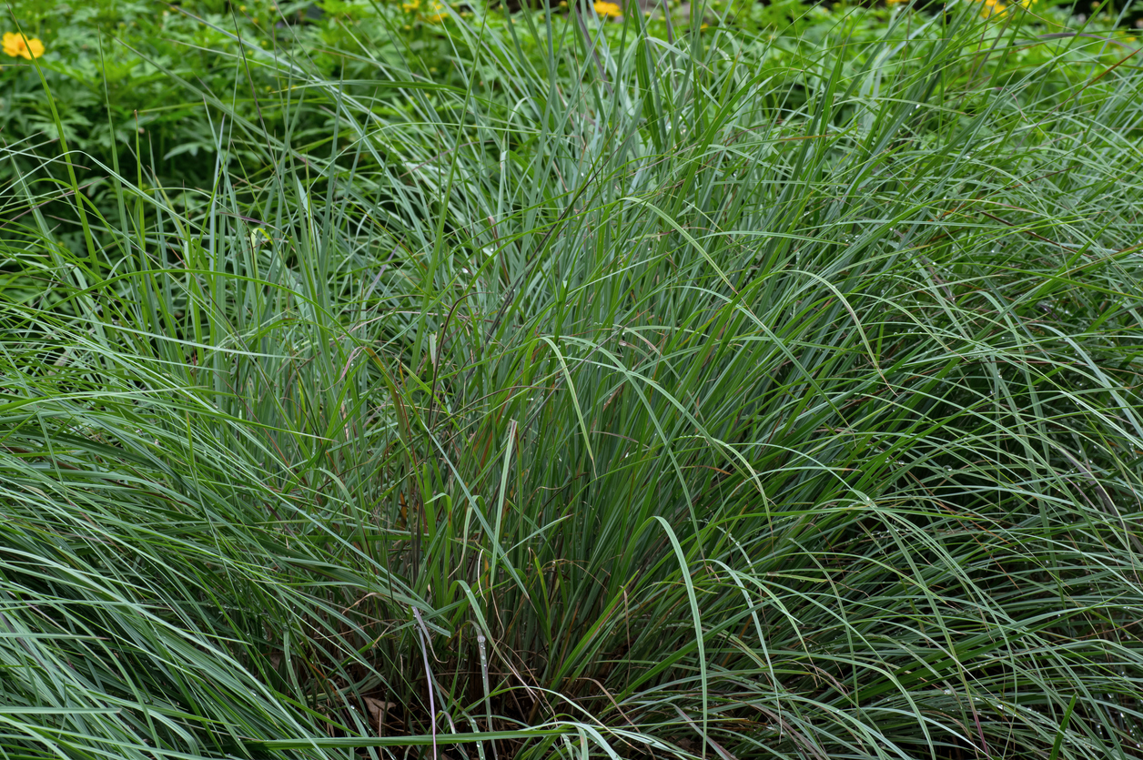 5 Ways You Can Improve Your Land to Benefit Wildlife - Piedmont Land ...
