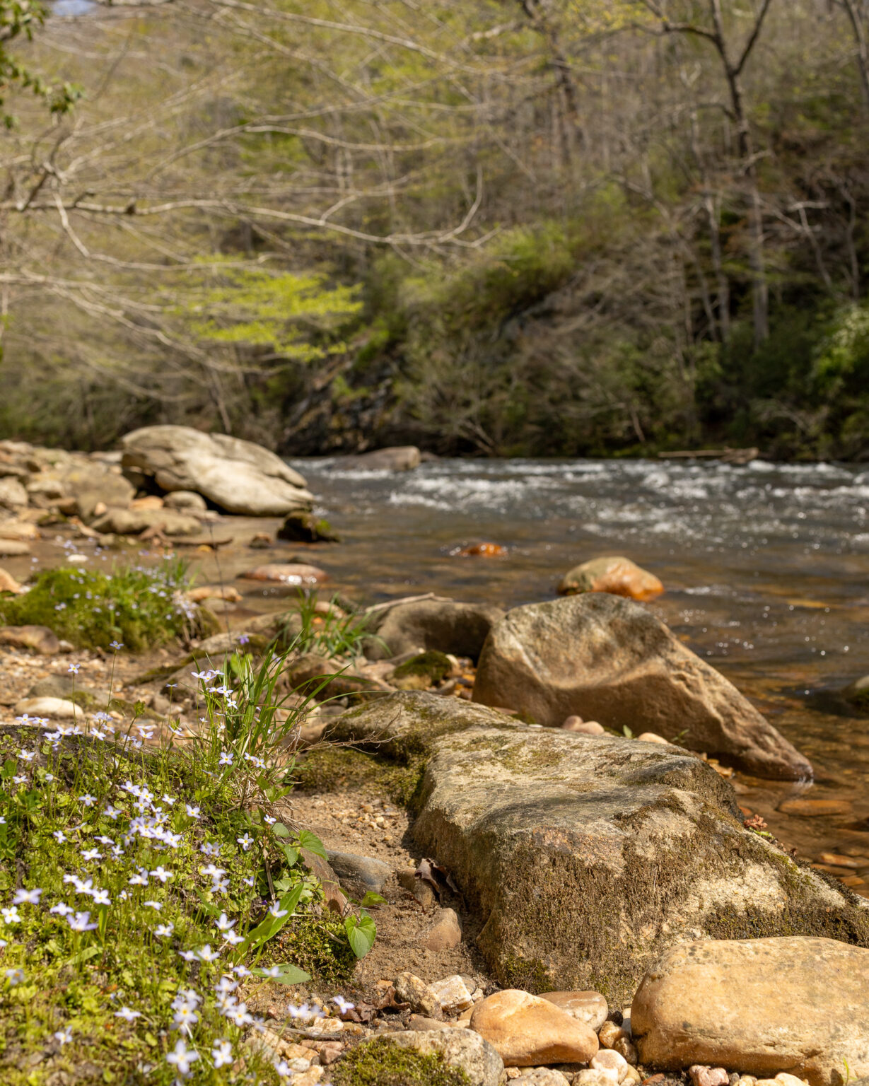 A Rare Flower Finds Refuge - Piedmont Land Conservancy
